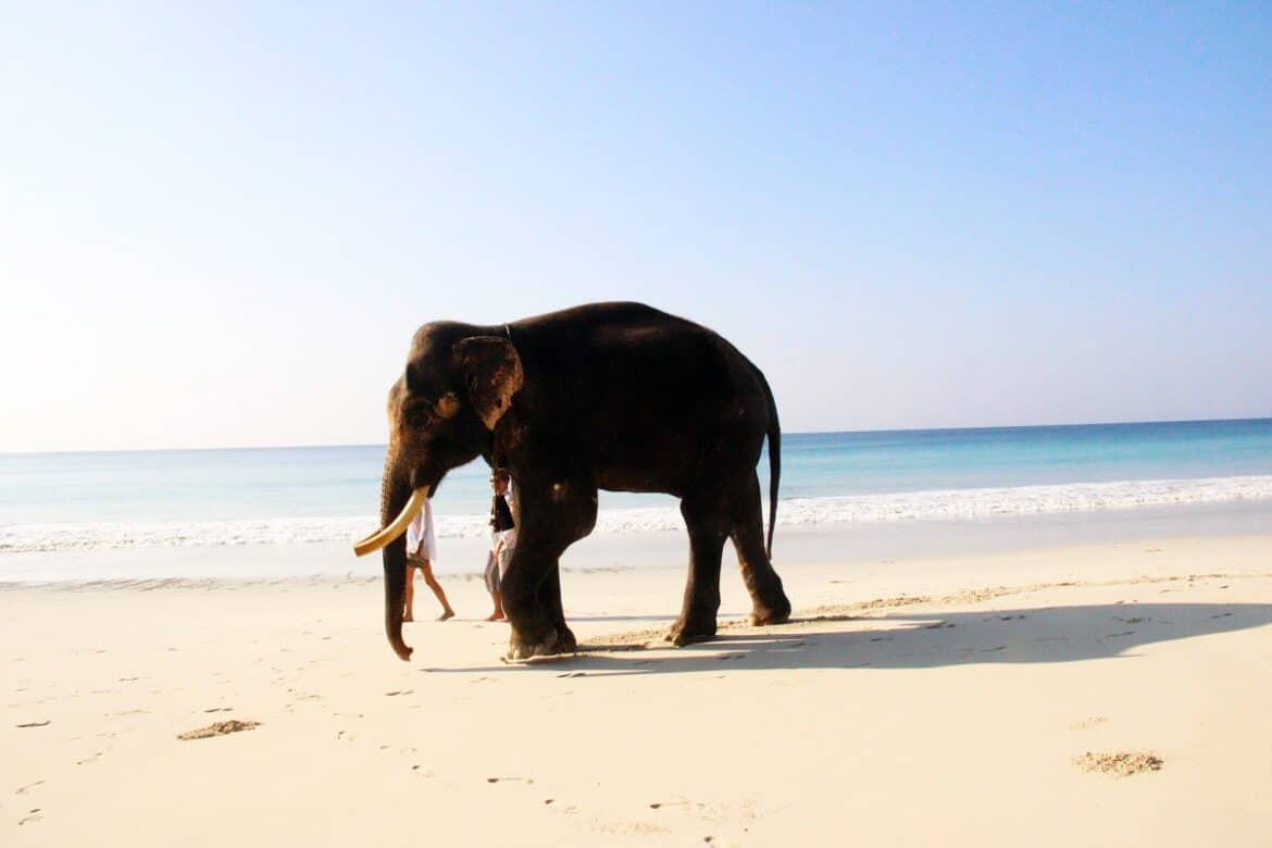 India's Best Beaches: Where to Find Sun, Sand and Surf